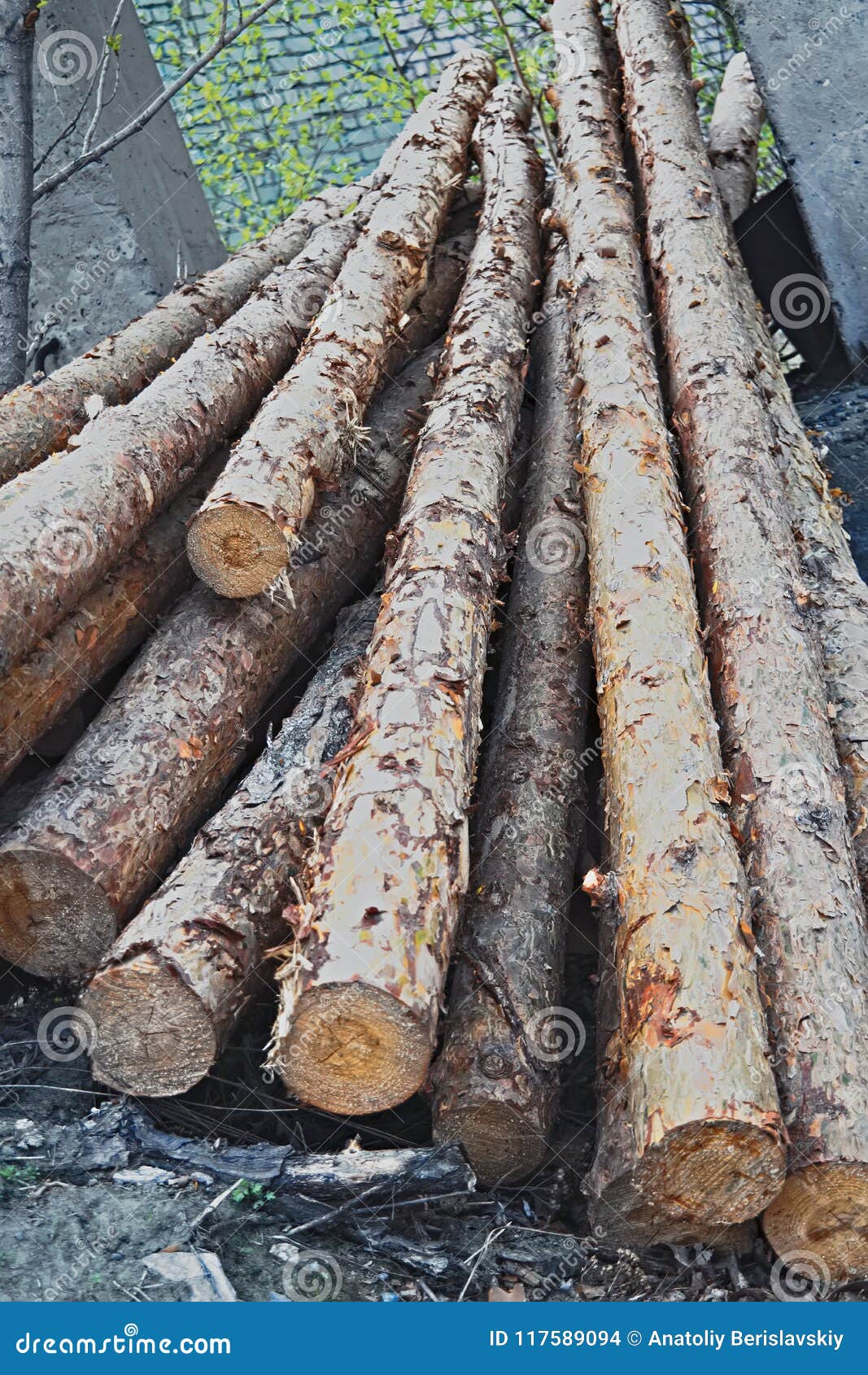 Cutted and Stacked Pine Trees. Stock Photo - Image of heat, closeup ...