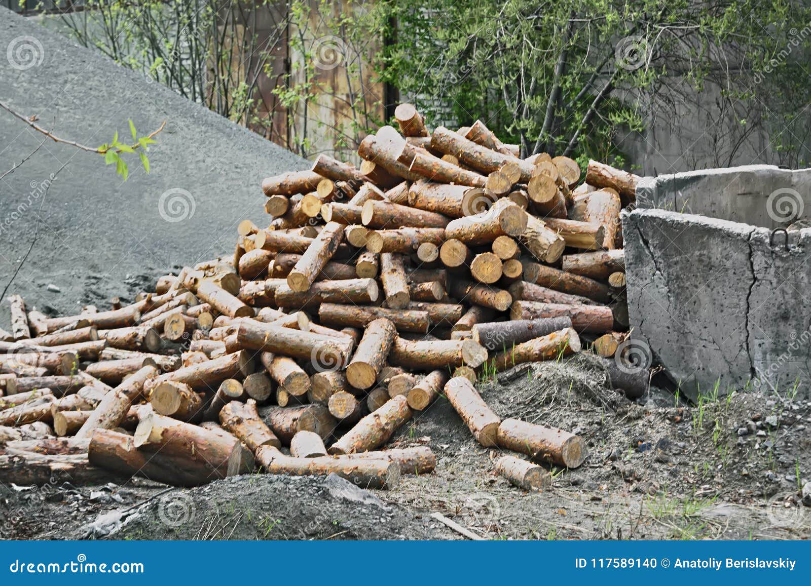 Cutted and Stacked Pine Trees. Stock Photo - Image of harvest, material ...