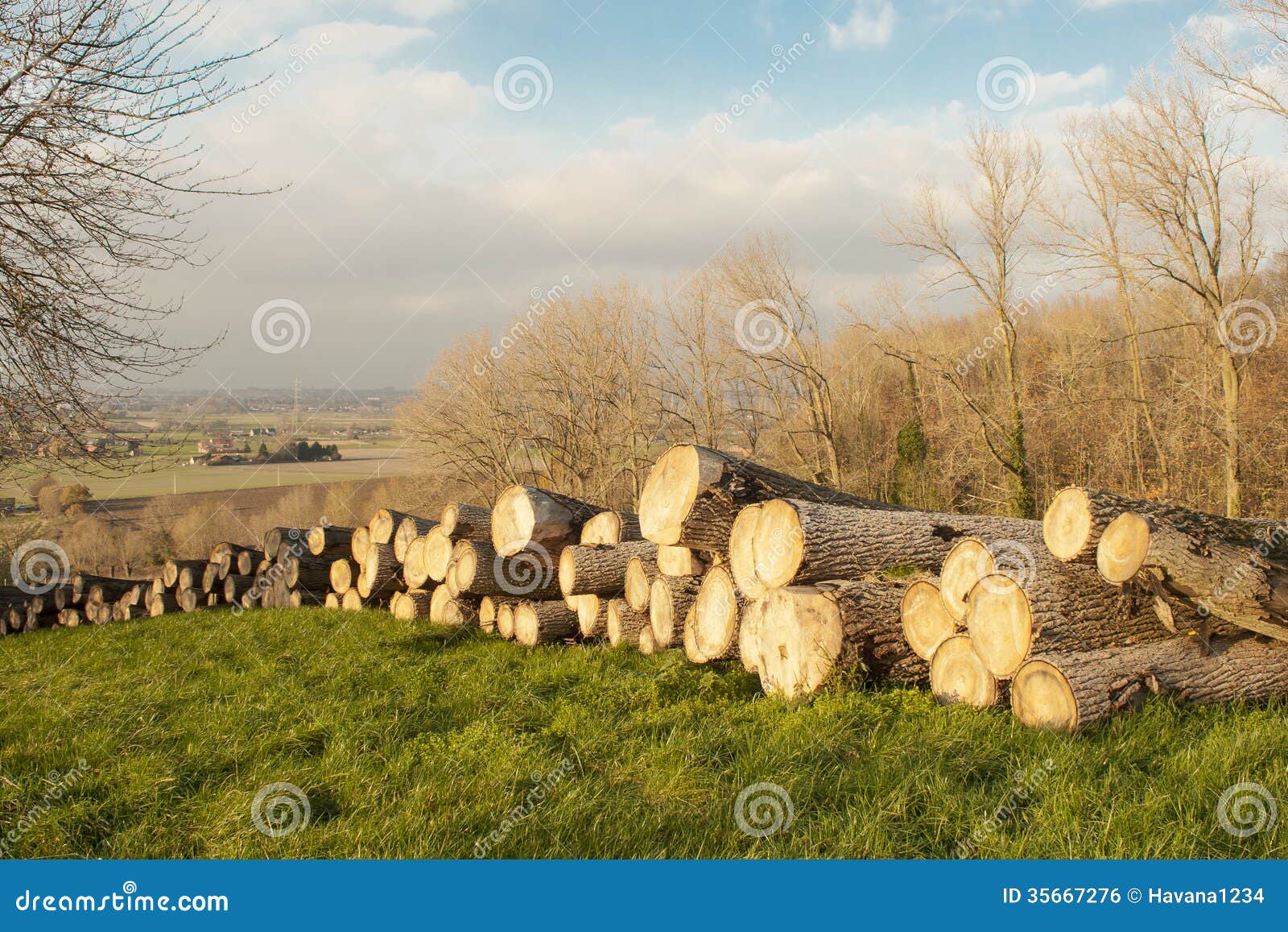 Timber Tree Texture Royalty-Free Stock Photo | CartoonDealer.com #141440715