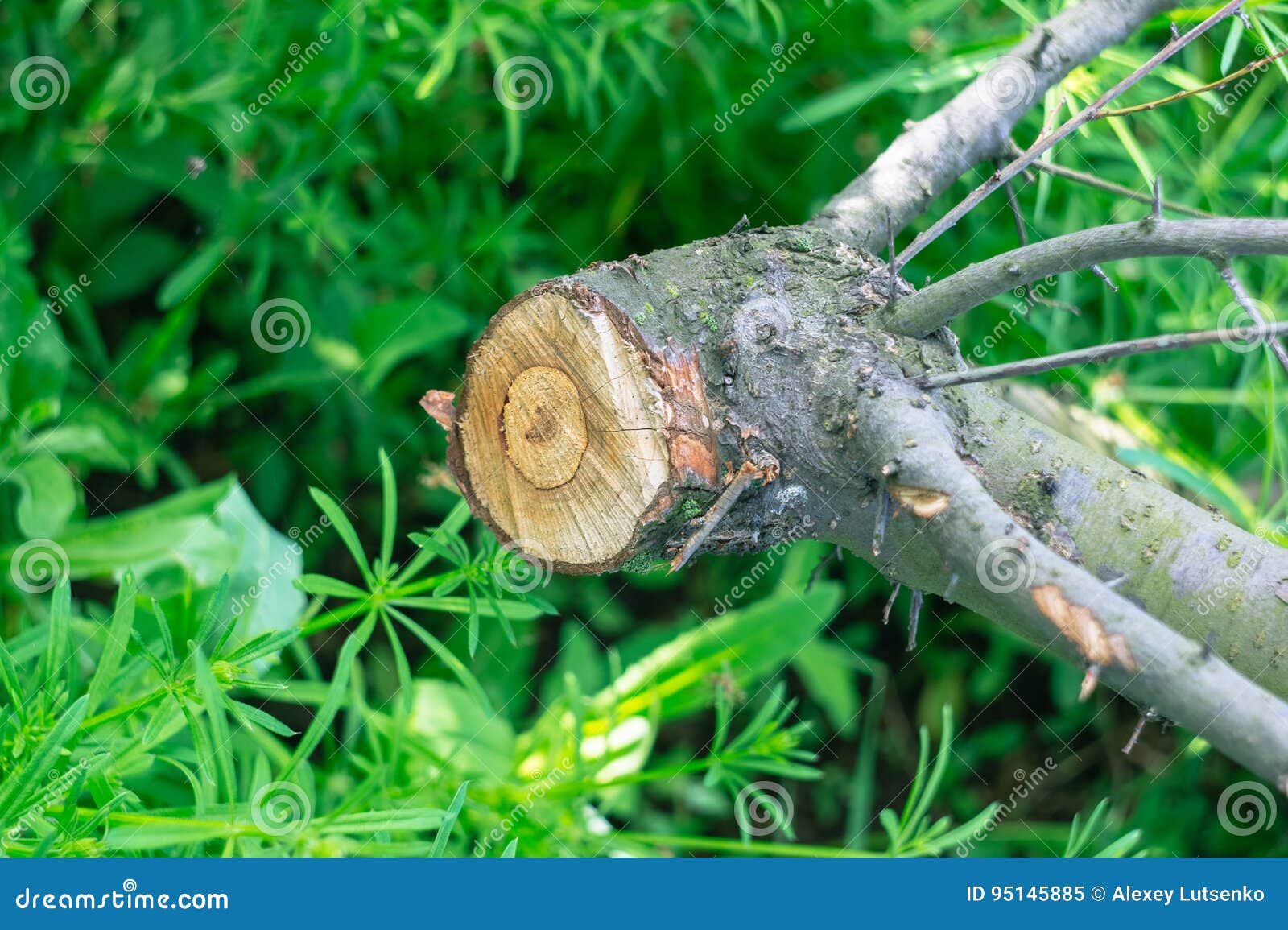 Cutted tree branch stock image. Image of forest, concentric - 95145885