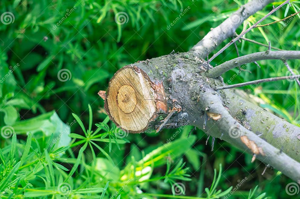 Cutted tree branch stock image. Image of forest, concentric - 95145885