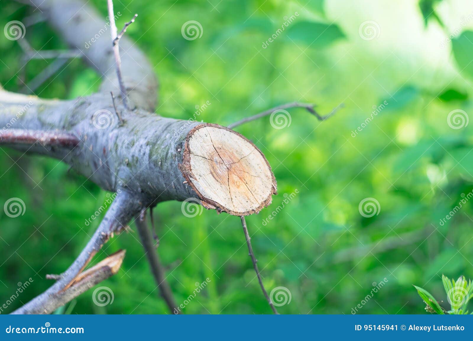 Cutted tree branch stock image. Image of wooden, concentric - 95145941