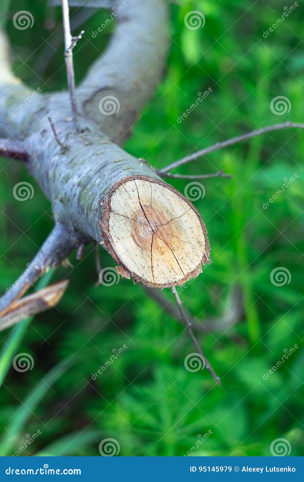 Cutted tree branch stock image. Image of green, color - 95145979