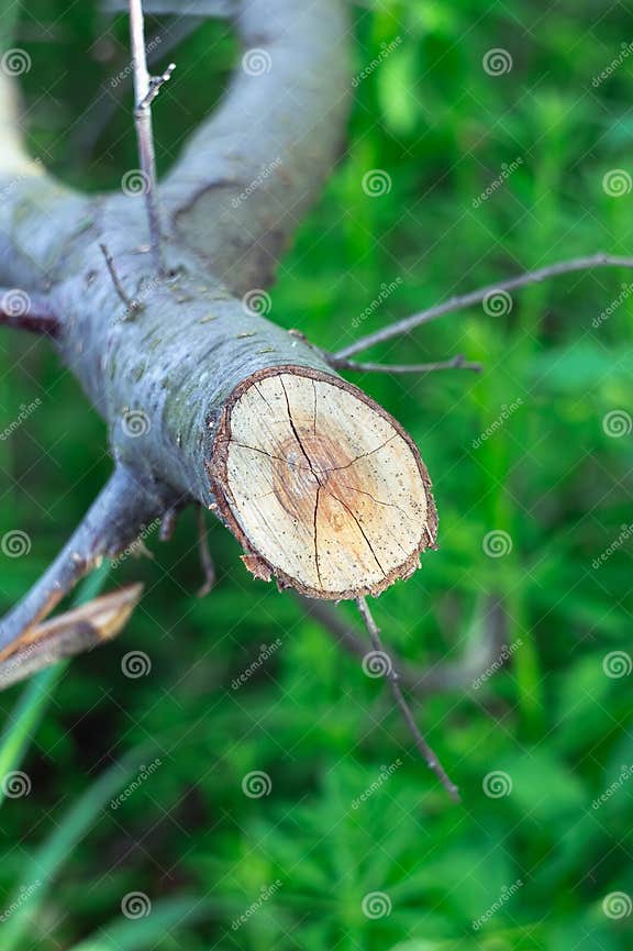 Cutted tree branch stock image. Image of green, color - 95145979