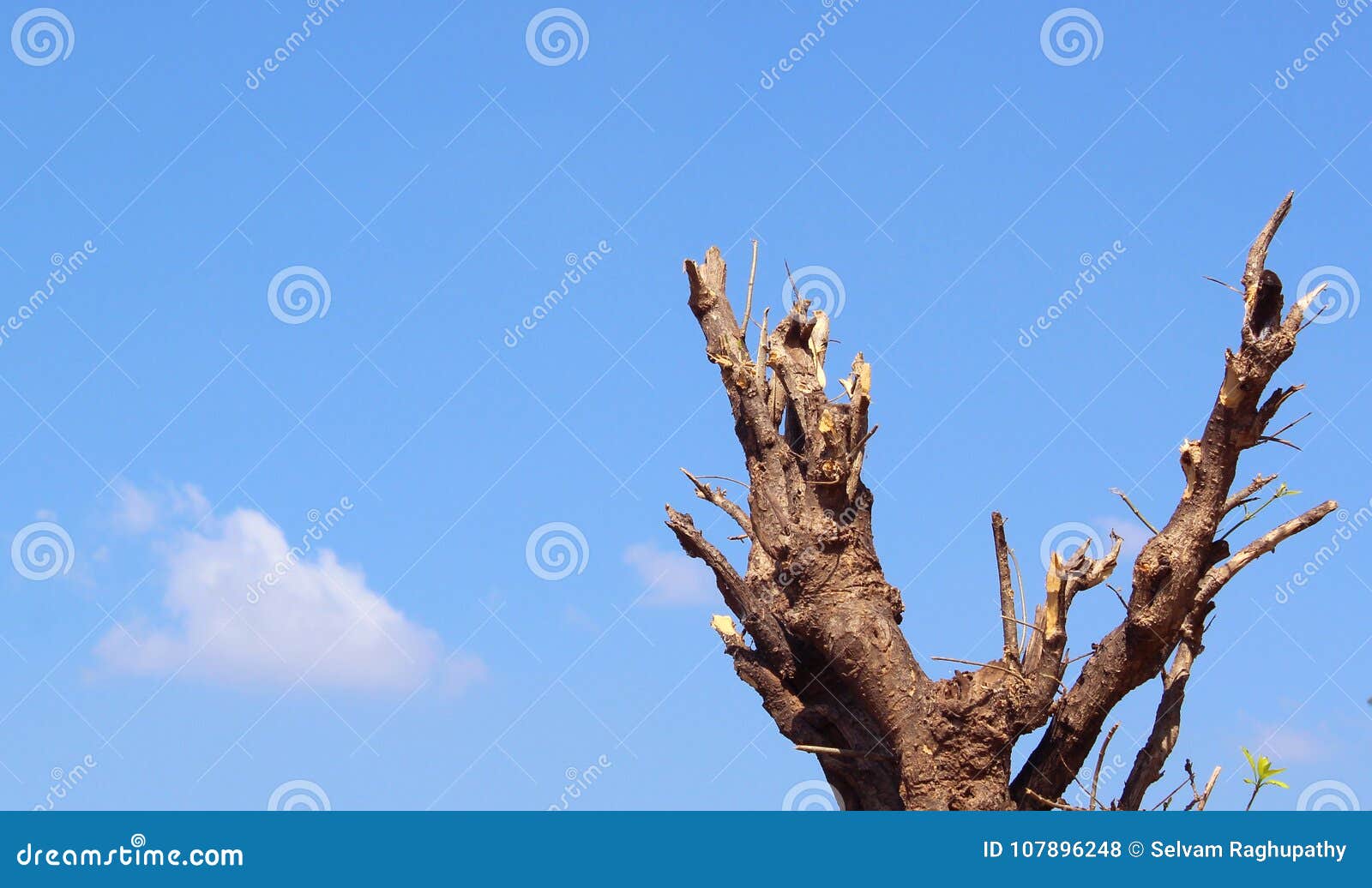 Cutted Tree Branches with Blue Sky and Clouds Stock Photo - Image of ...