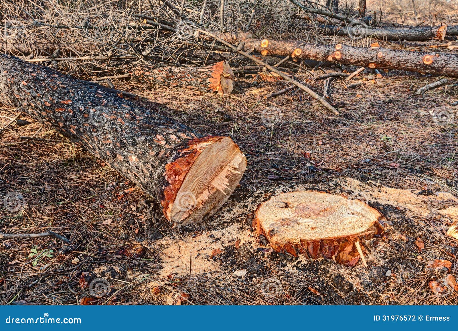 Cutted tree stock photo. Image of bark, ecology, chopping - 31976572