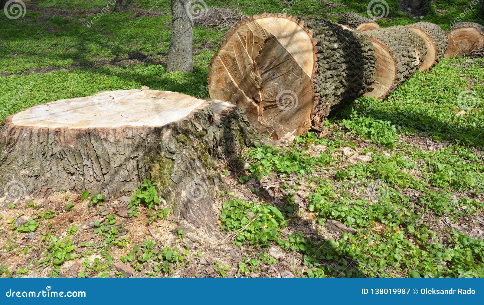 Cutting Tree Truck With Ring Background Royalty-Free Stock Photo ...