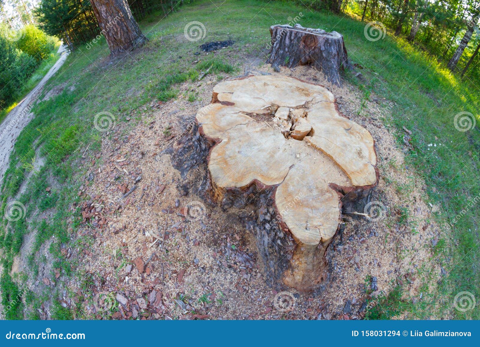 Cutted Tree. Deforestation Concept Stock Photo - Image of environment ...