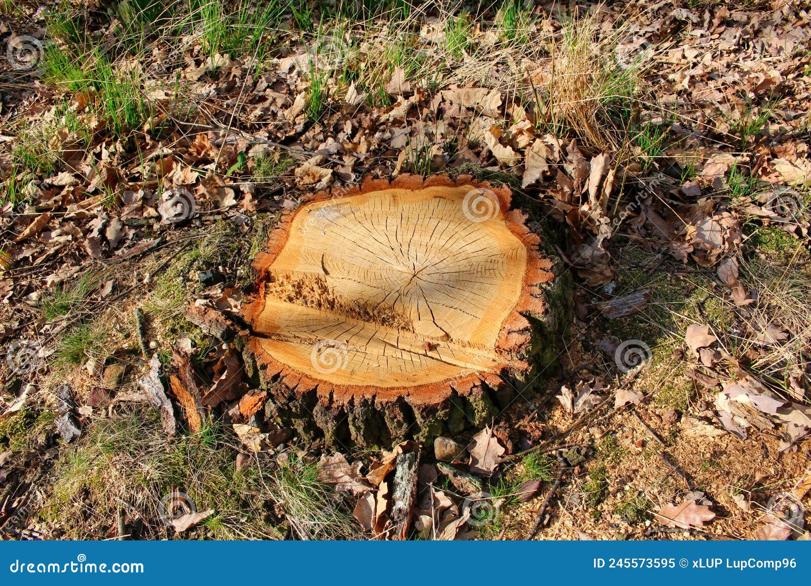 Cutted tree in detail. stock image. Image of wood, surface - 245573595
