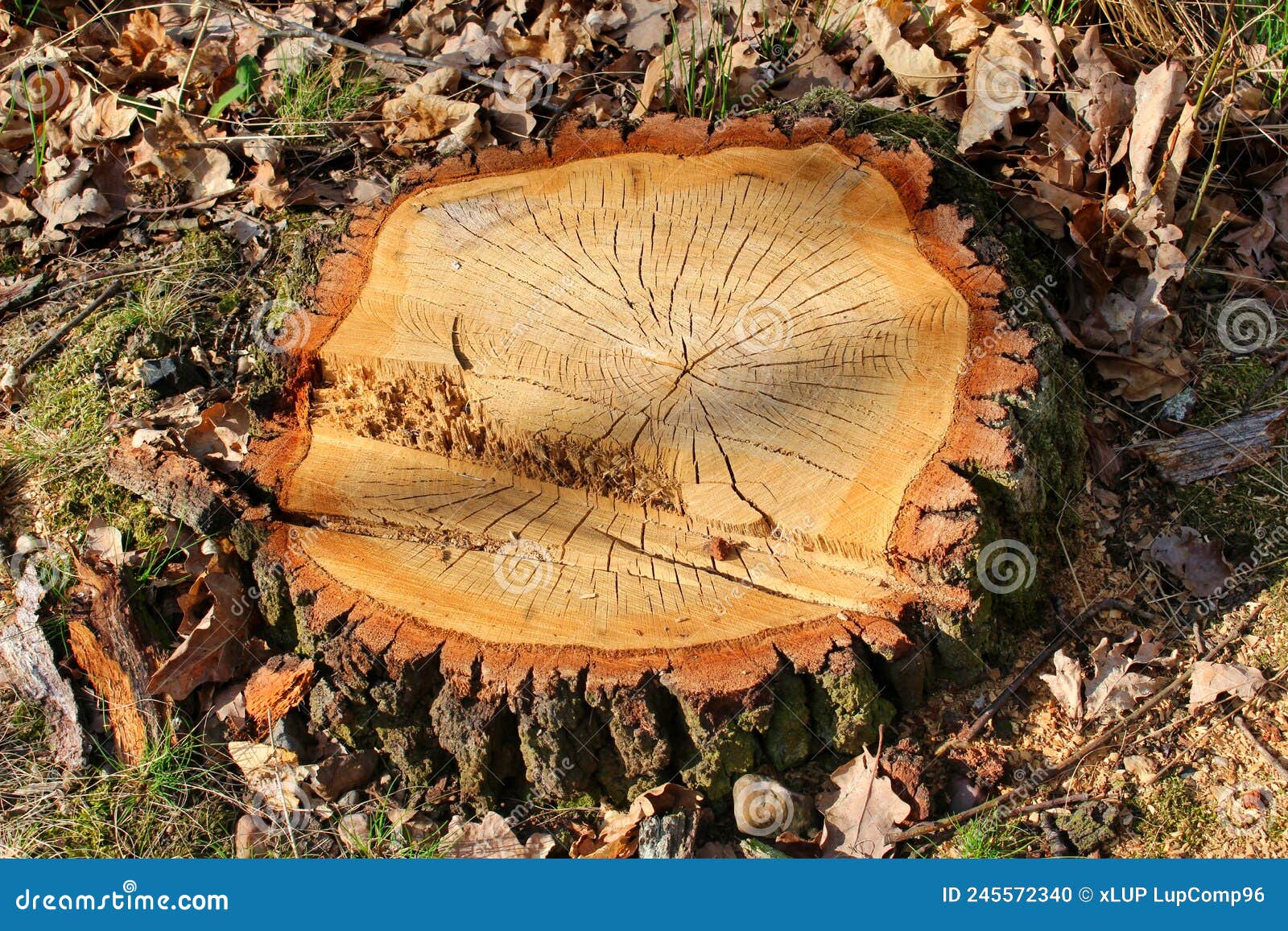 Cutted tree in detail. stock photo. Image of detail - 245572340