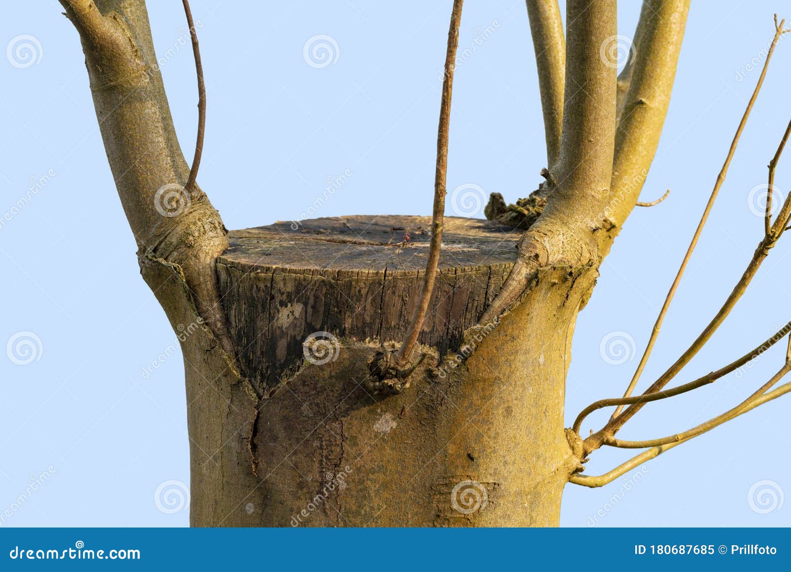 Cutted tree detail stock image. Image of dendritic, lumber - 180687685