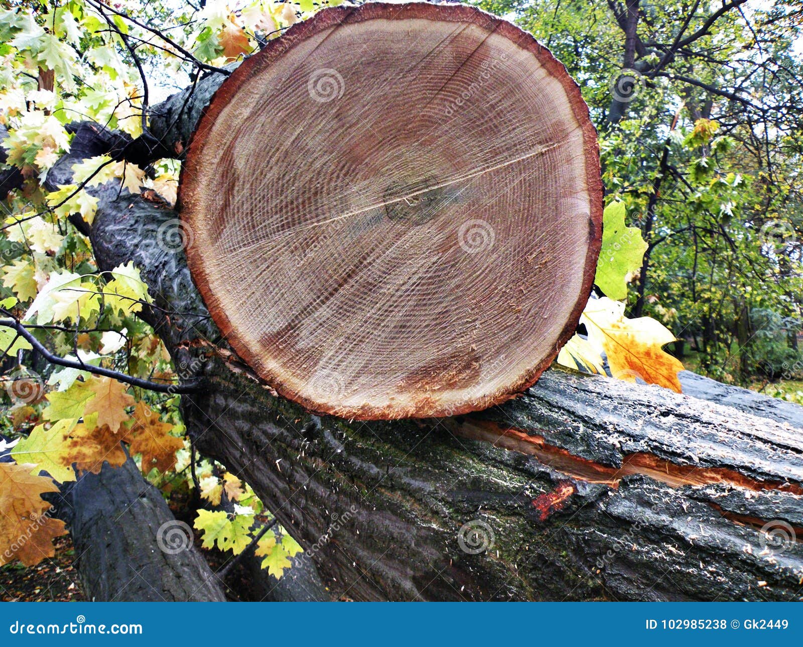 Cutted tree fell stock photo. Image of hurricane, nature - 102985238