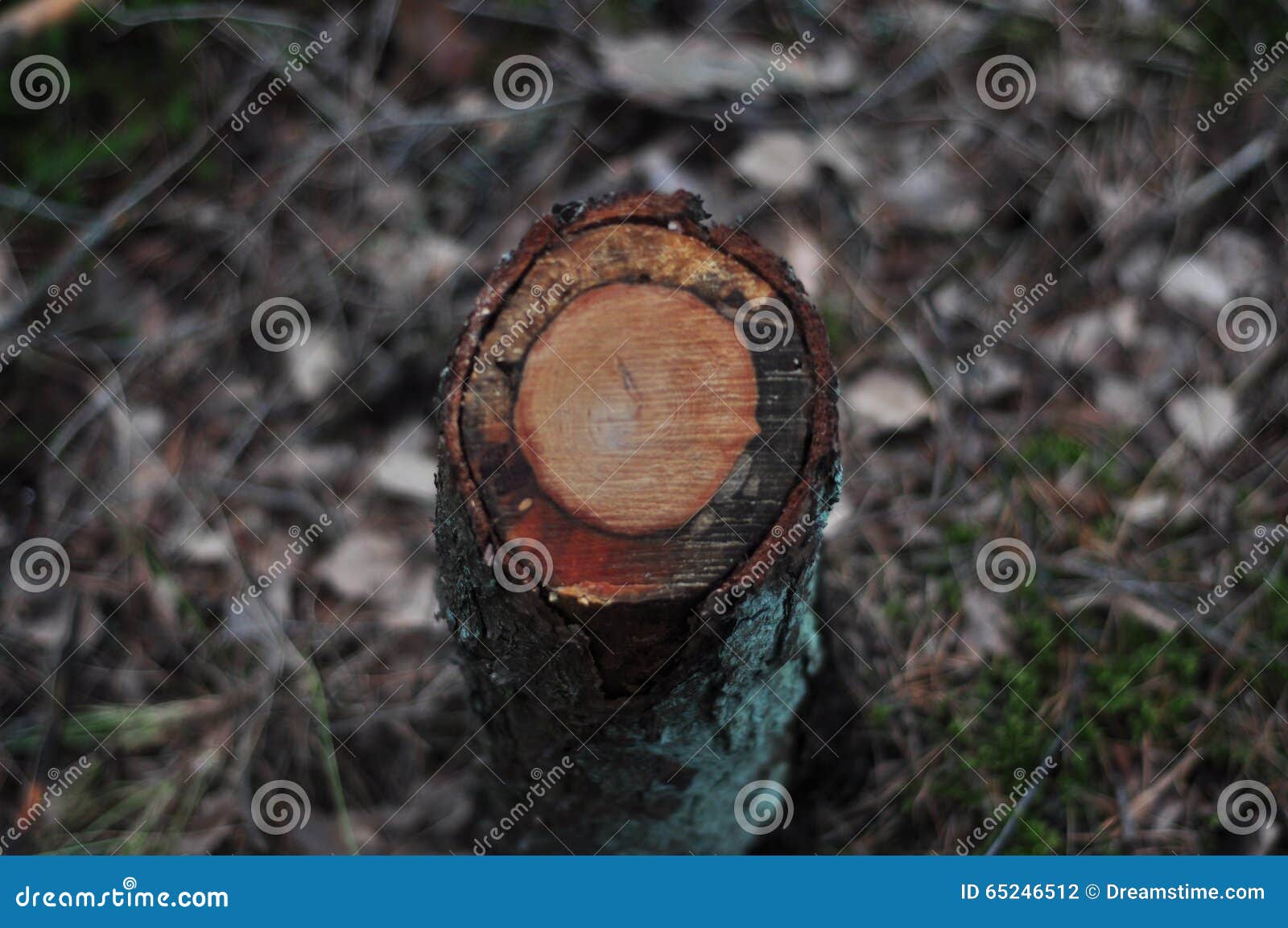 Cutted tree in the forest stock photo. Image of woodslice - 65246512