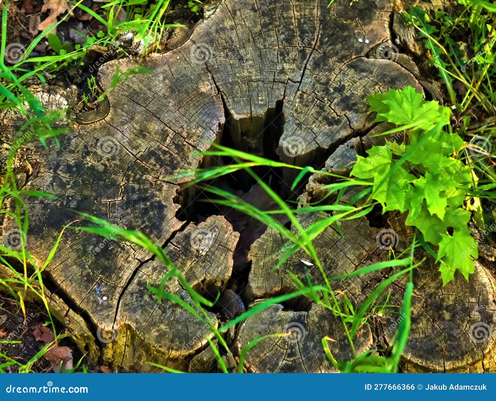 Cut Tree Trunk with Growing Grass Stock Photo - Image of branch, trunk ...