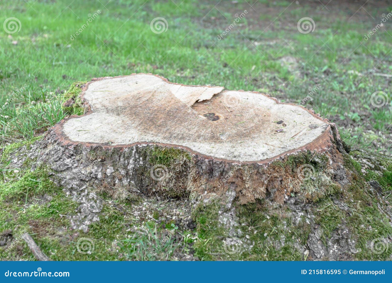Cutted tree stock image. Image of outdoor, foliage, organic - 215816595