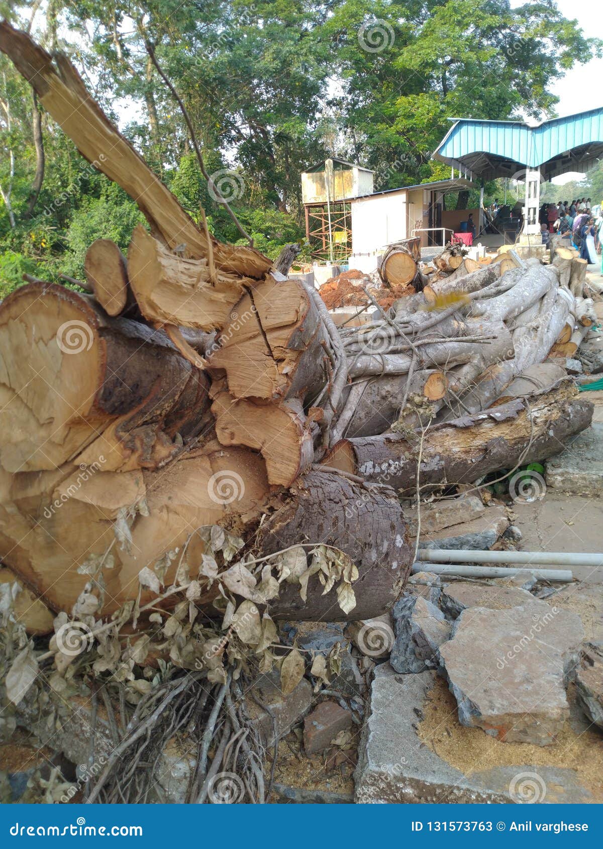 Cutted tree editorial stock photo. Image of kerala, cutted - 131573763