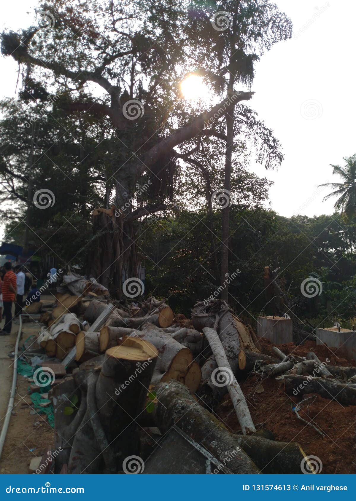 Cutted tree stock image. Image of kerala, cutted, malappuram - 131574613