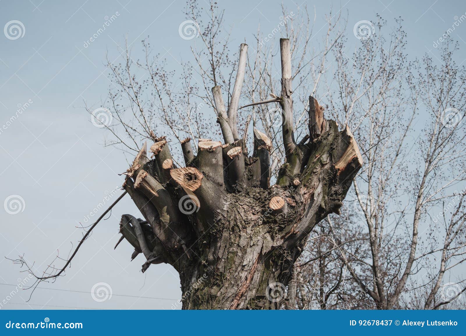 Cutted tree stock image. Image of organic, slice, material - 92678437