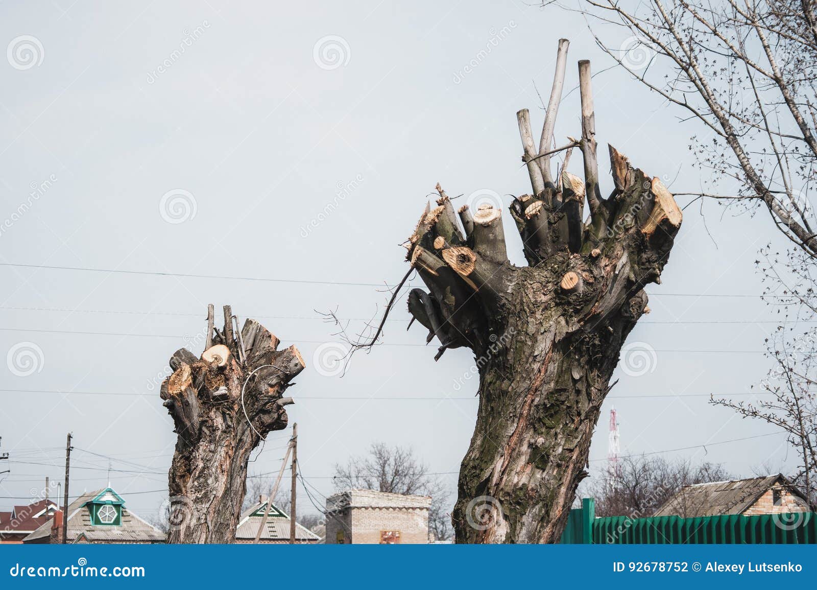 Cutted tree stock photo. Image of industry, plant, green - 92678752