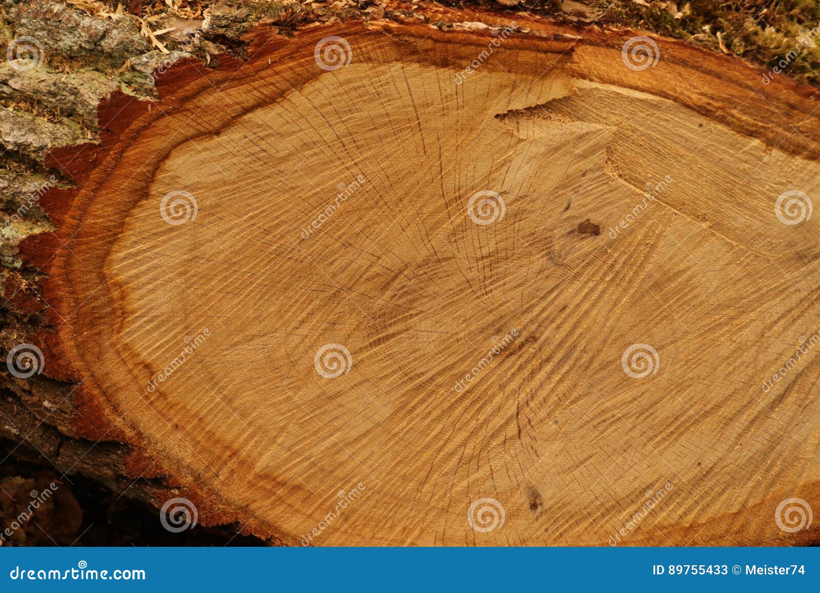 Cutted tree stock image. Image of wood, profile, moos - 89755433