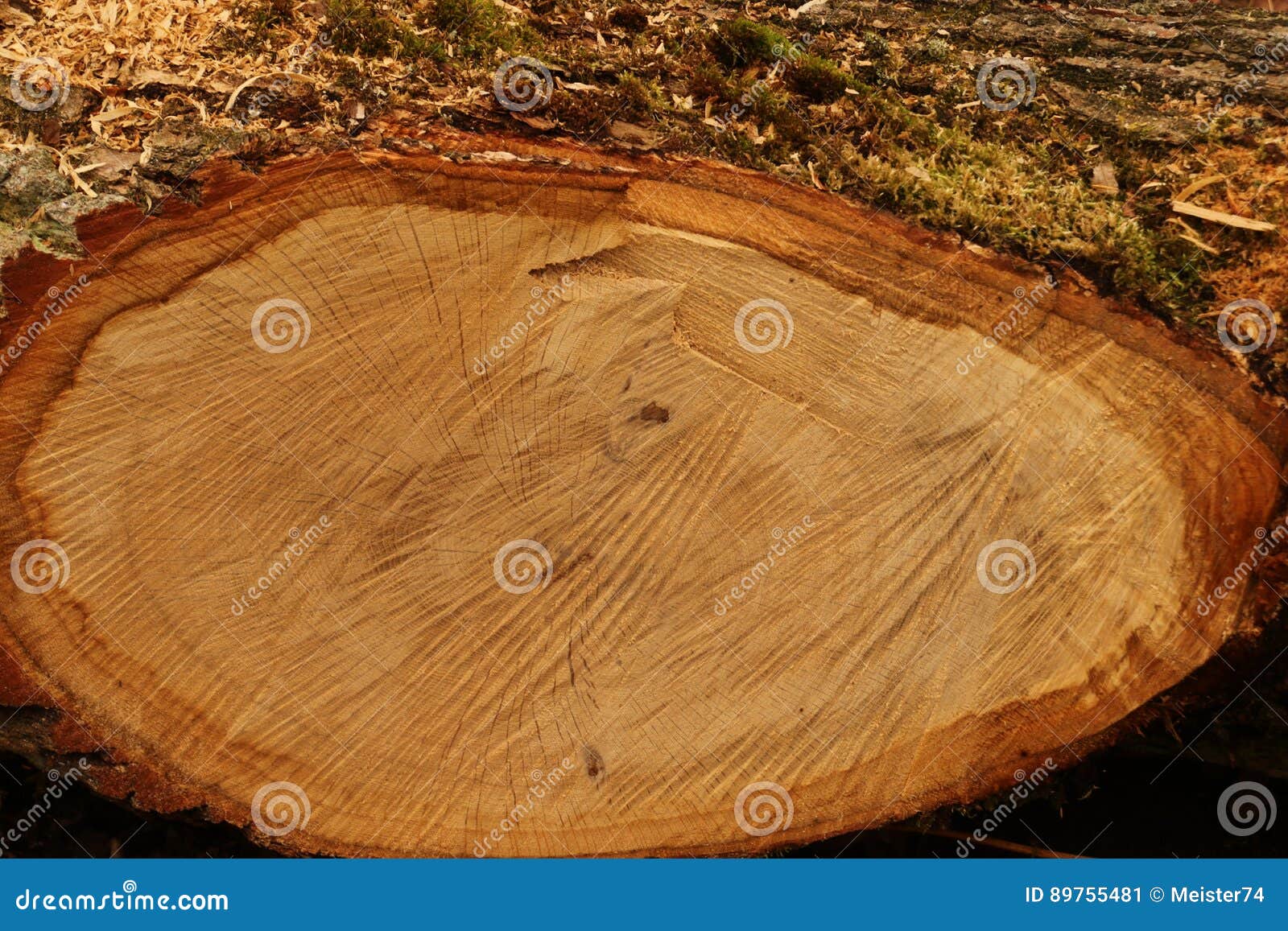 Cutted tree stock image. Image of forest, branch, moos - 89755481