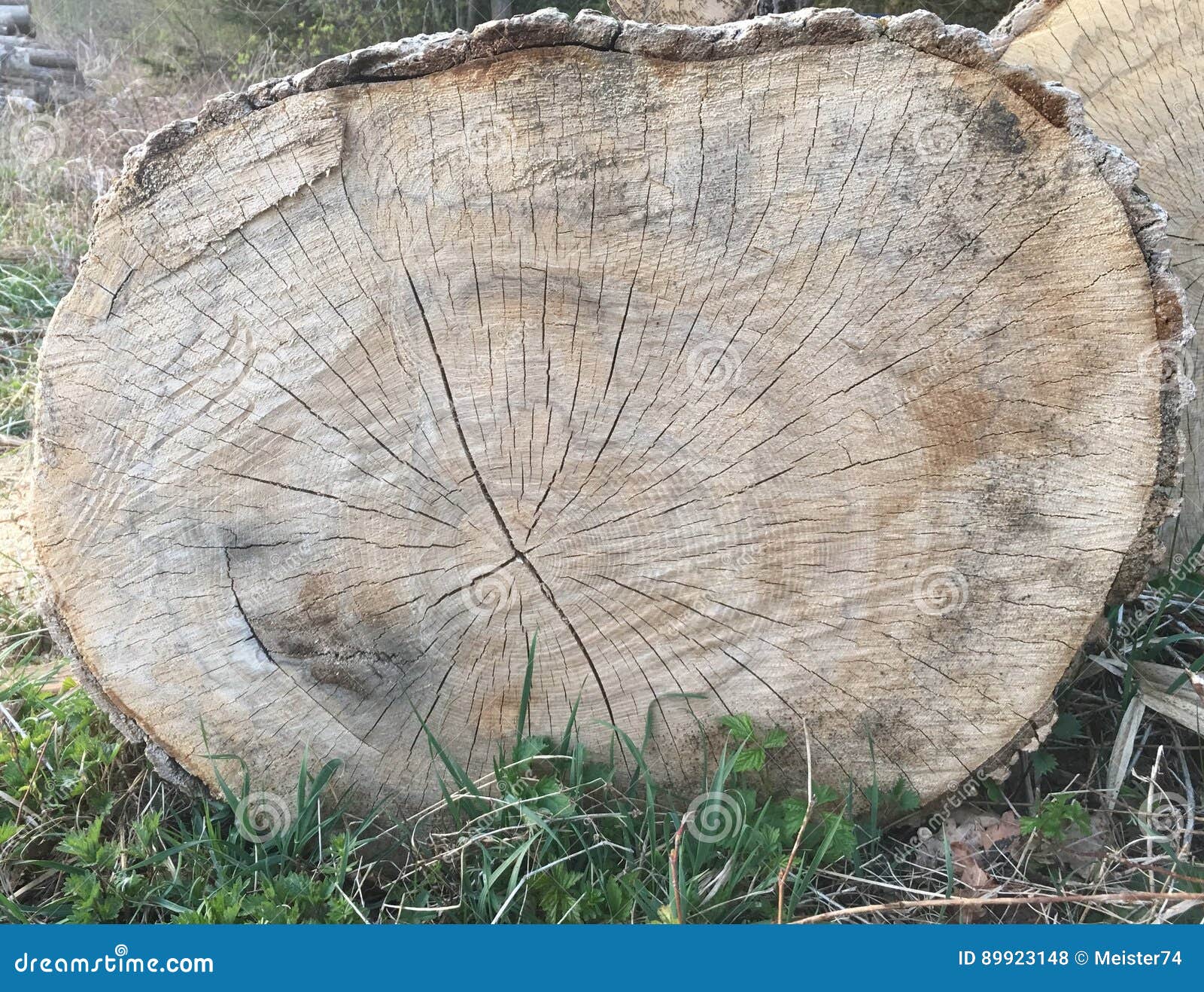 Cutted tree stock photo. Image of knothole, tree, wood - 89923148