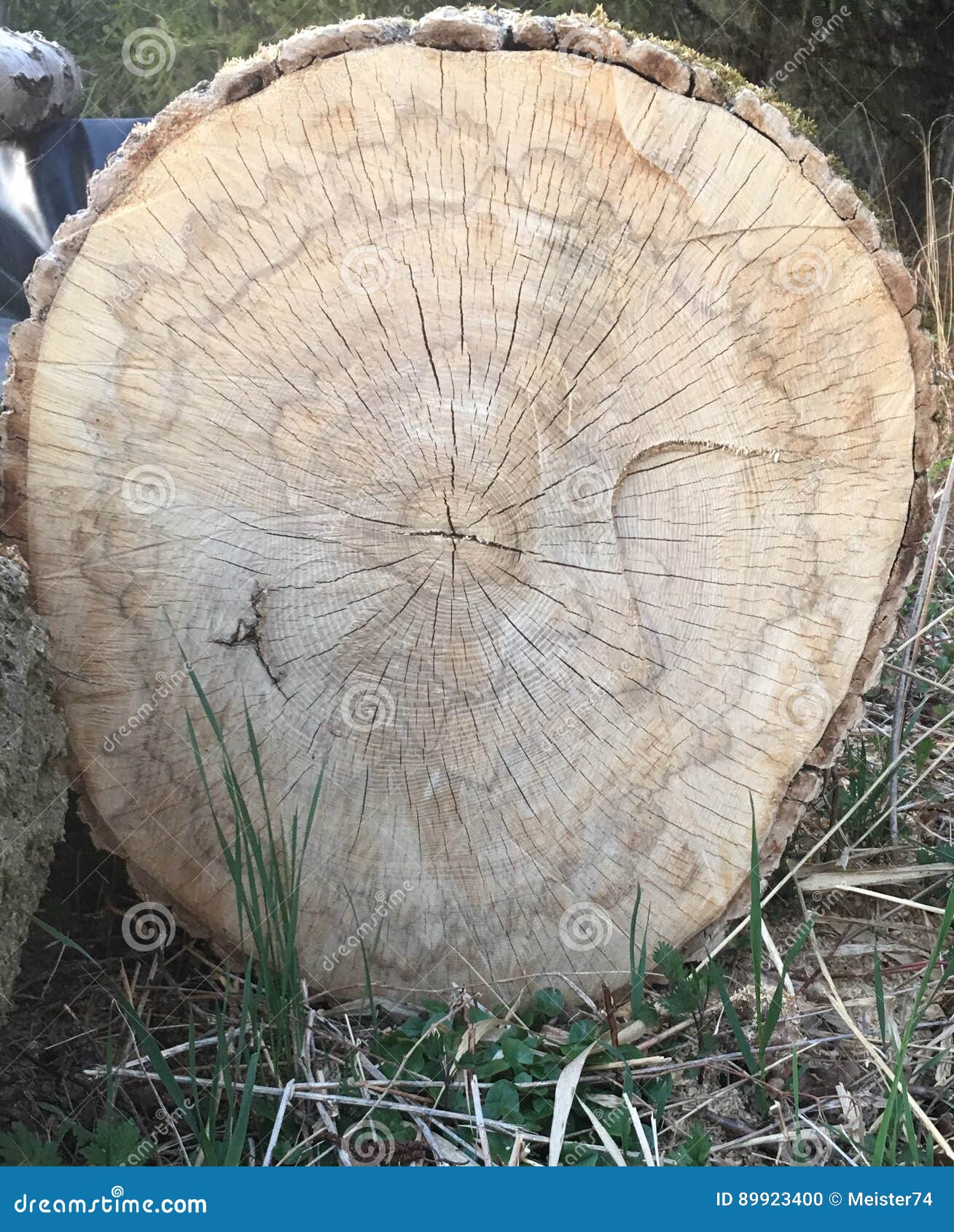 Cutted tree stock photo. Image of profile, tree, crack - 89923400