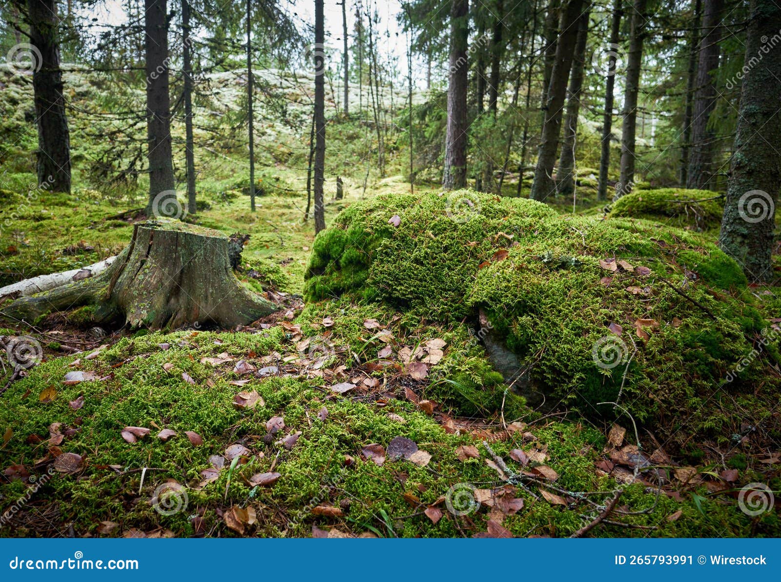 Cutted Tree Root in the Middle of the Forest Stock Image - Image of ...