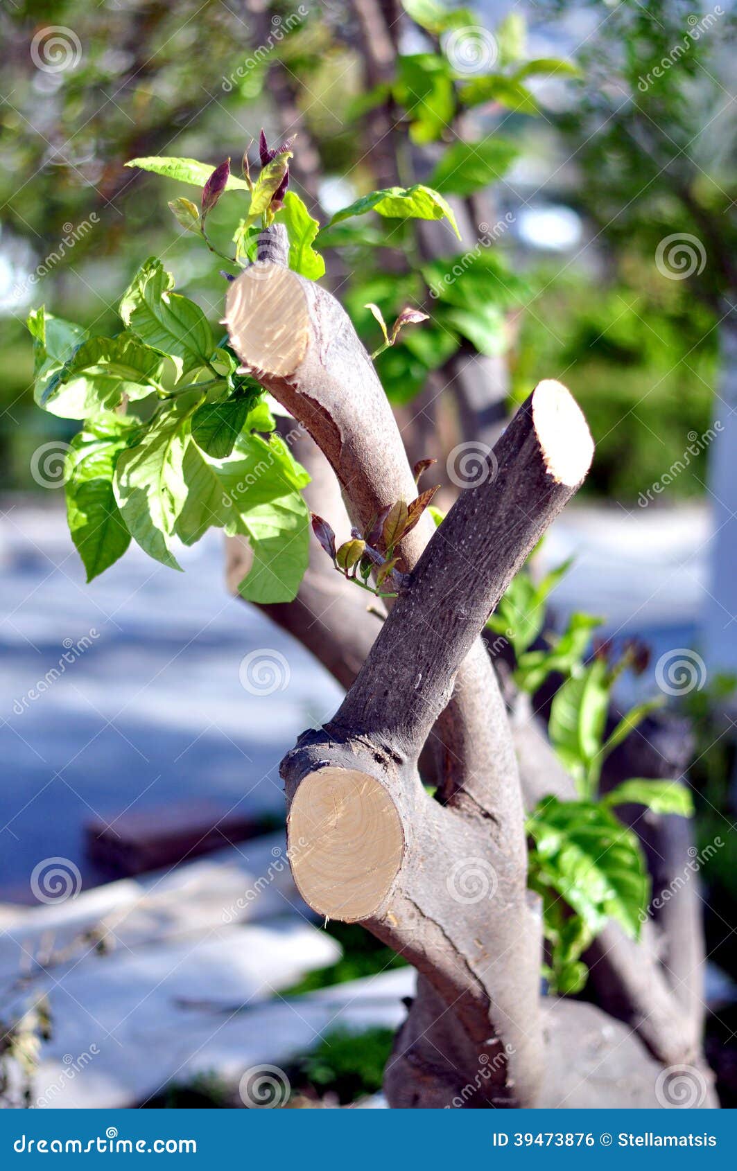 Cutted tree stock photo. Image of green, tree, branches - 39473876