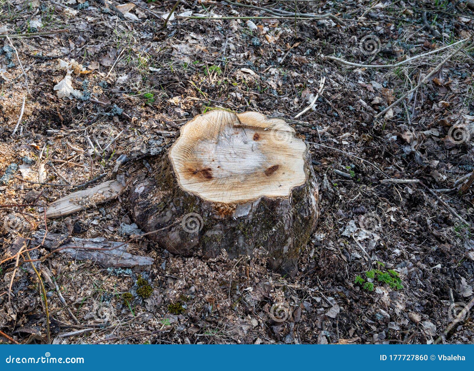 Cutted tree stump stock photo. Image of nature, detail - 177727860