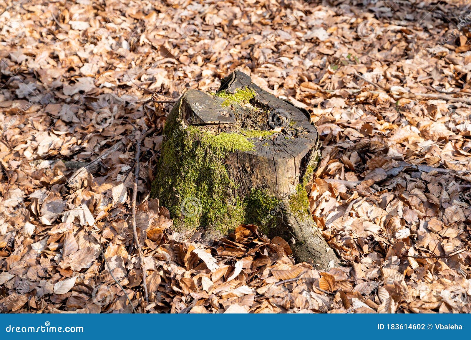 Cutted tree stump stock photo. Image of ecology, round - 183614602
