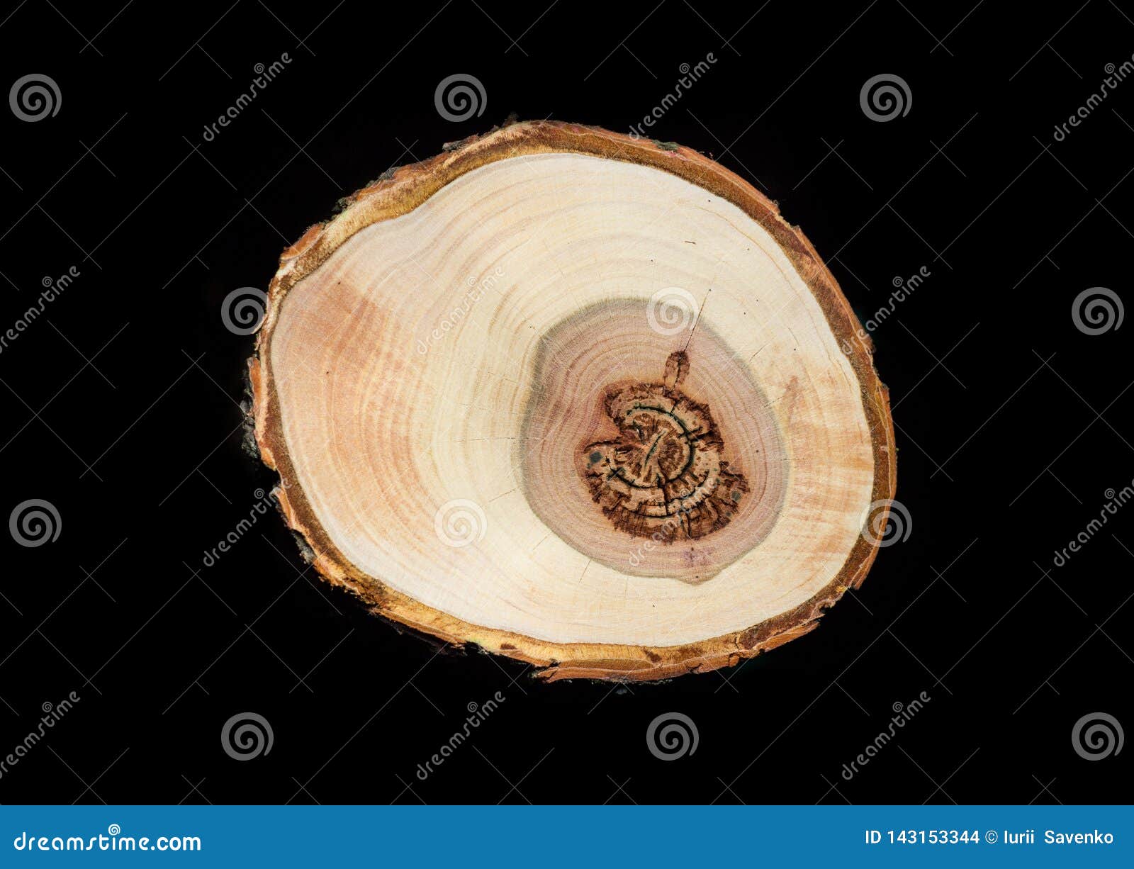 Cutted tree texture stock photo. Image of cracks, macro - 143153344