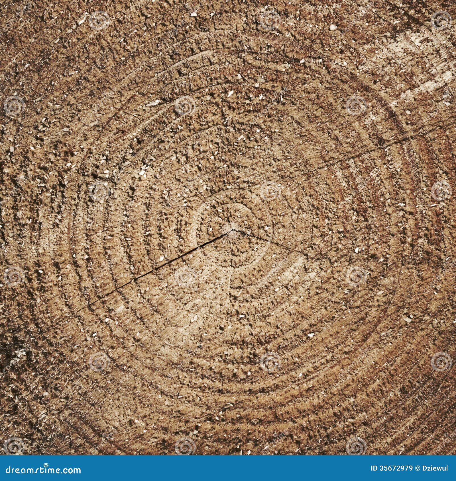 Cutted Tree Trunk, Close-up Stock Image - Image of organic, material ...