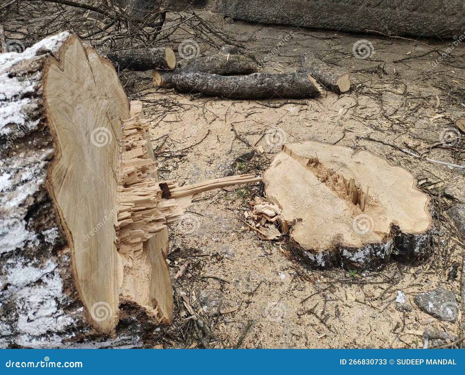 Cutted Tree and Tree Trunk in the Ground Stock Image - Image of tree ...