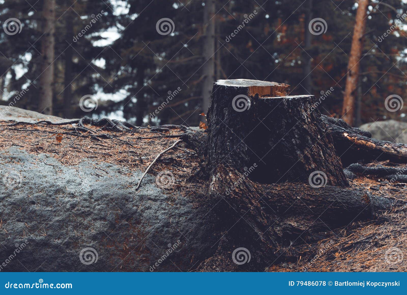 Cutted tree stock photo. Image of beech, magic, bark - 79486078