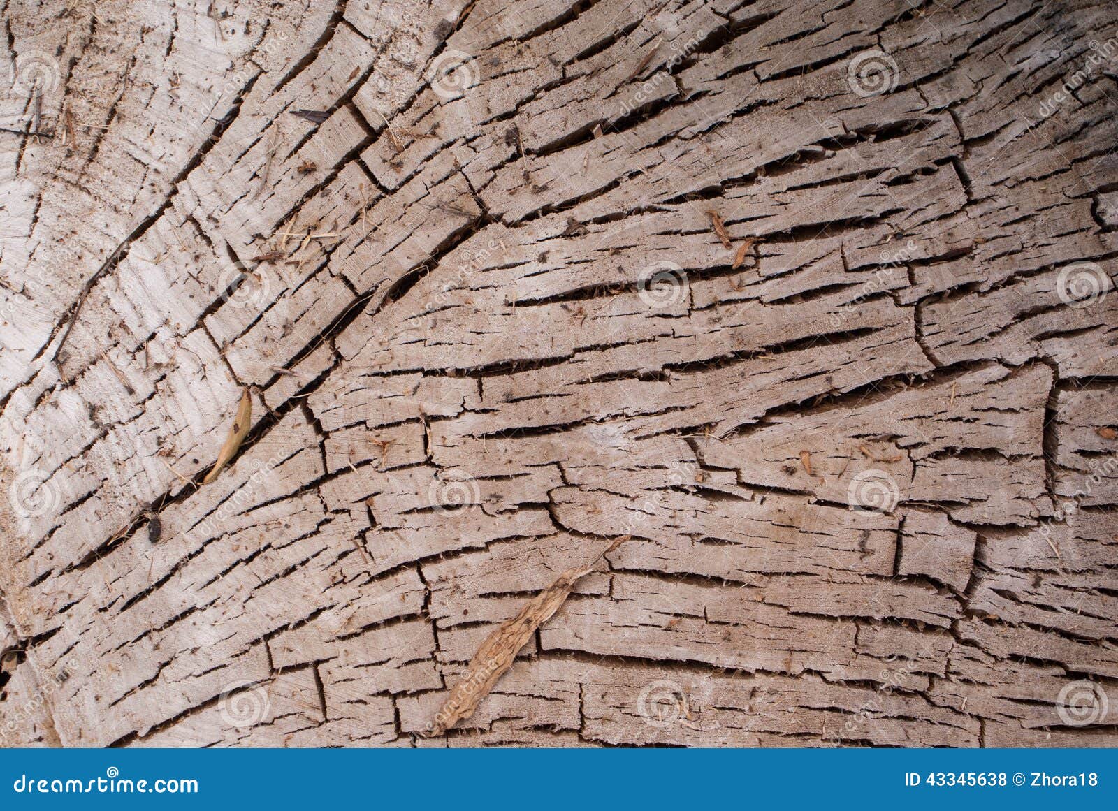 Cutted tree trunk stock photo. Image of construction - 43345638