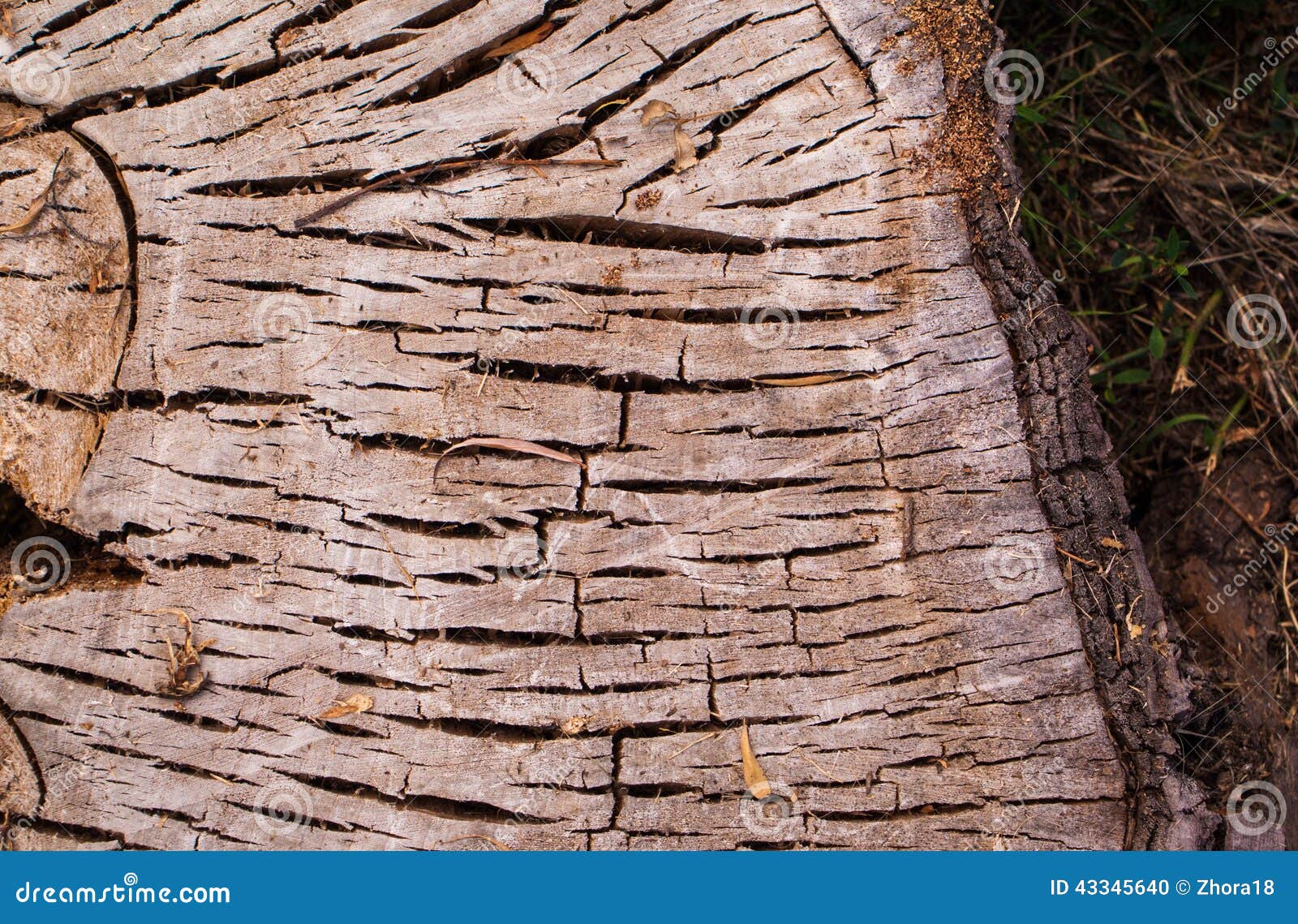 Cutted tree trunk stock photo. Image of history, background - 43345640