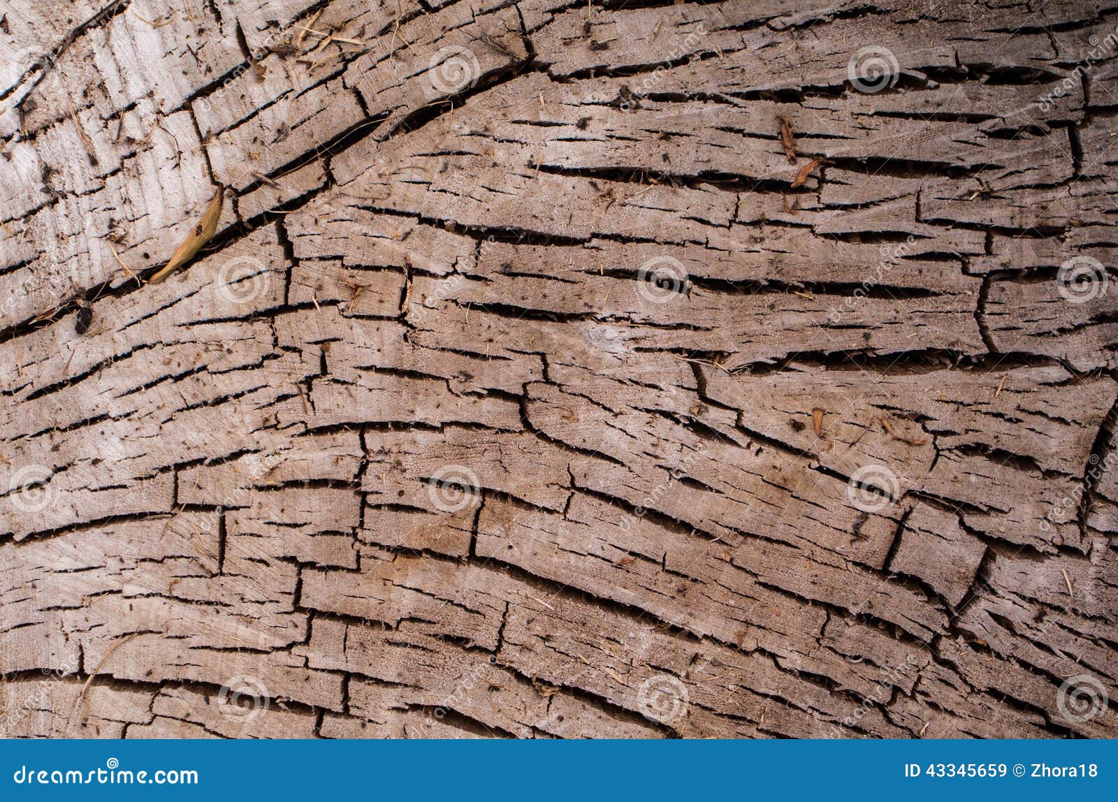 Cutted tree trunk stock image. Image of brown, abstract - 43345659