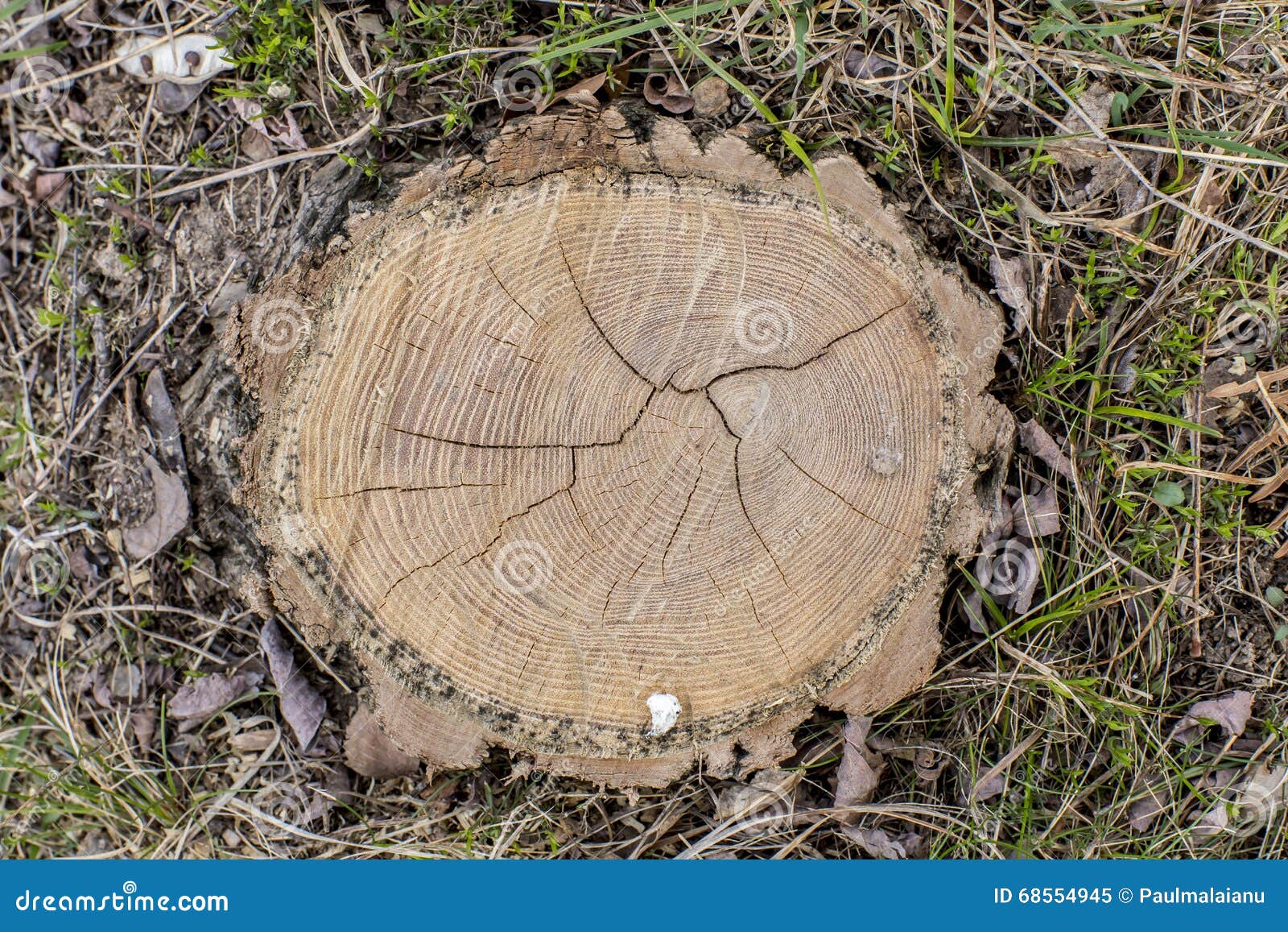 Cutted tree trunk stock image. Image of ring, plant, concentric - 68554945