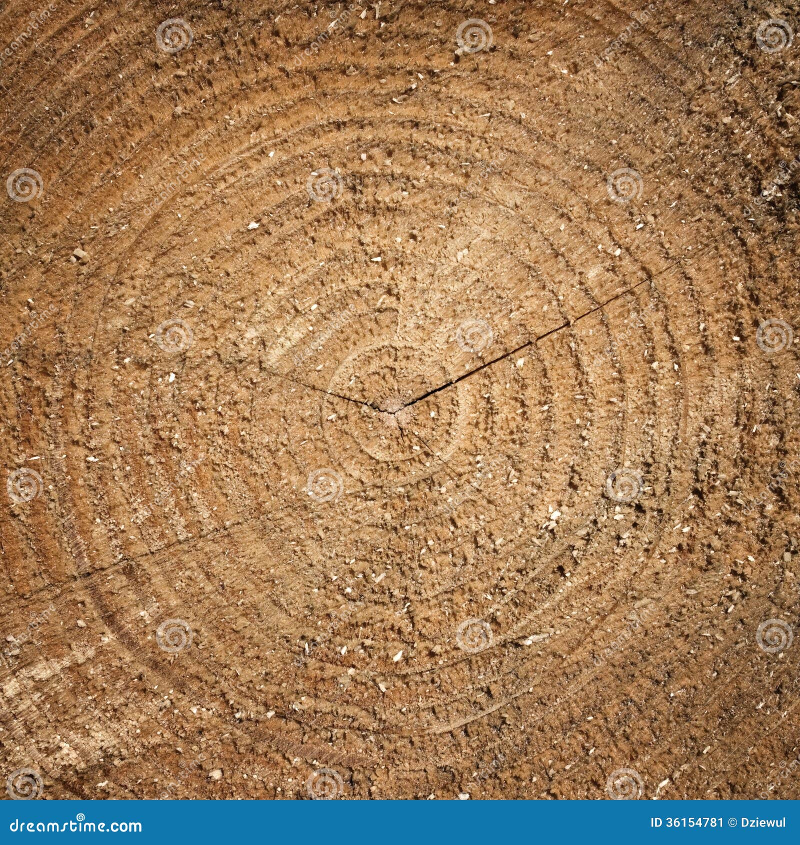 Cutted tree trunk stock image. Image of industry, detail - 36154781