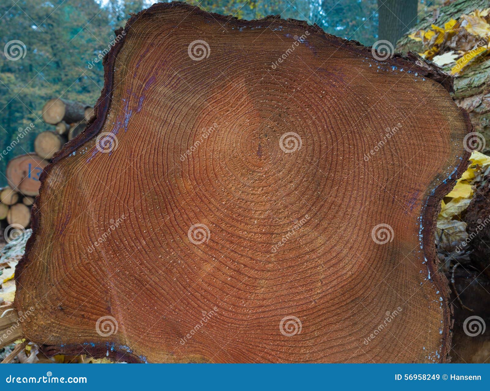 Cutted tree trunks stock image. Image of circle, lumber - 56958249