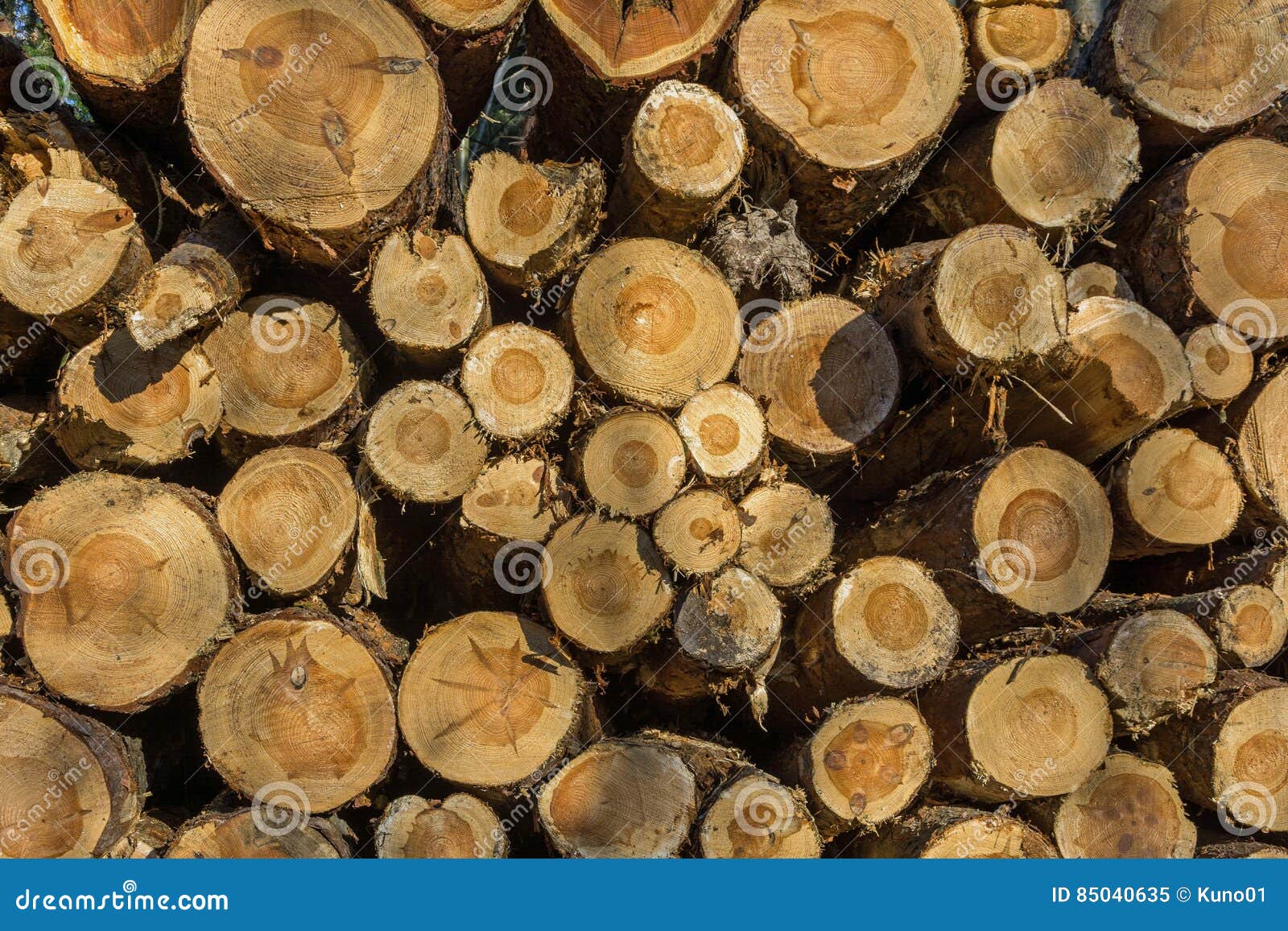Cutted Tree Trunks in Sunlight Stock Image - Image of trees, hide: 85040635