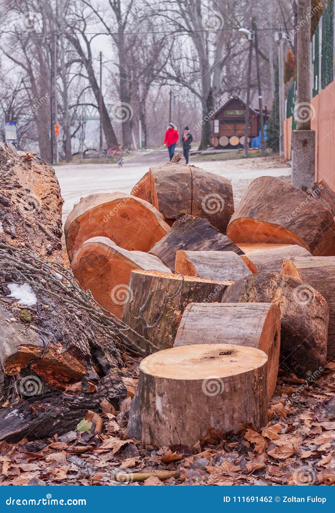 Cutted Tree Trunks on Walkway Stock Photo - Image of color, outside ...