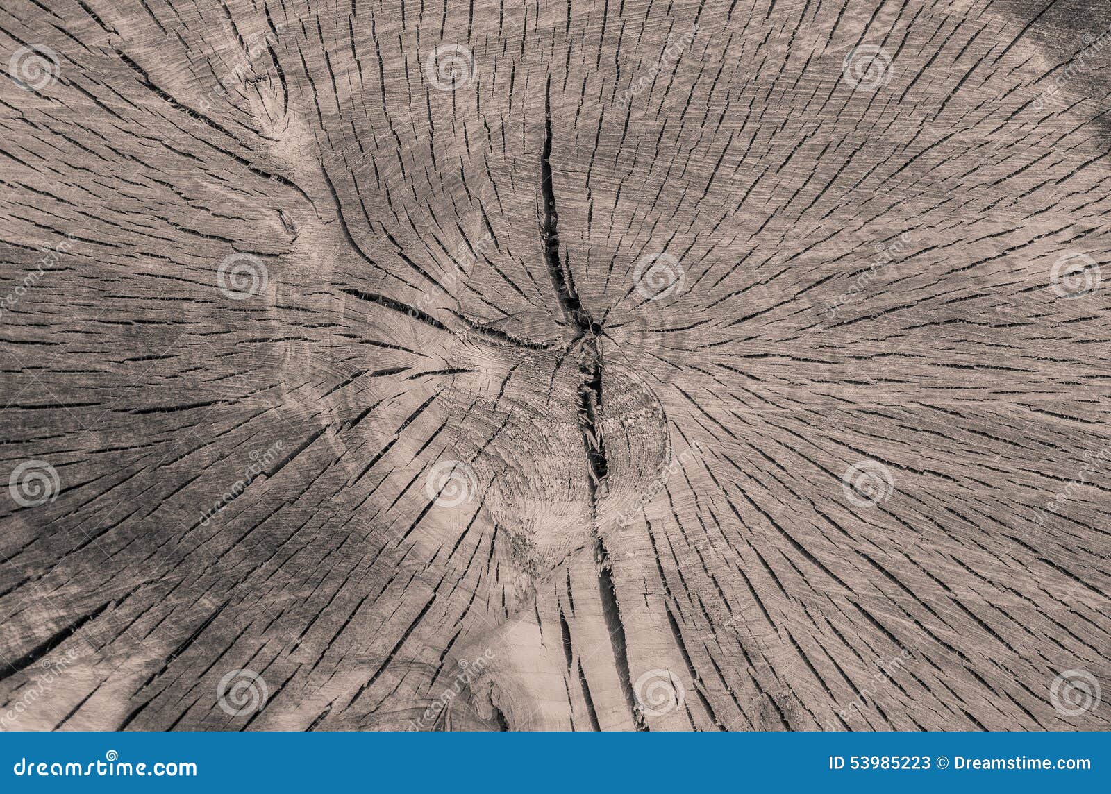 Cutted tree - wood stock image. Image of background, tree - 53985223