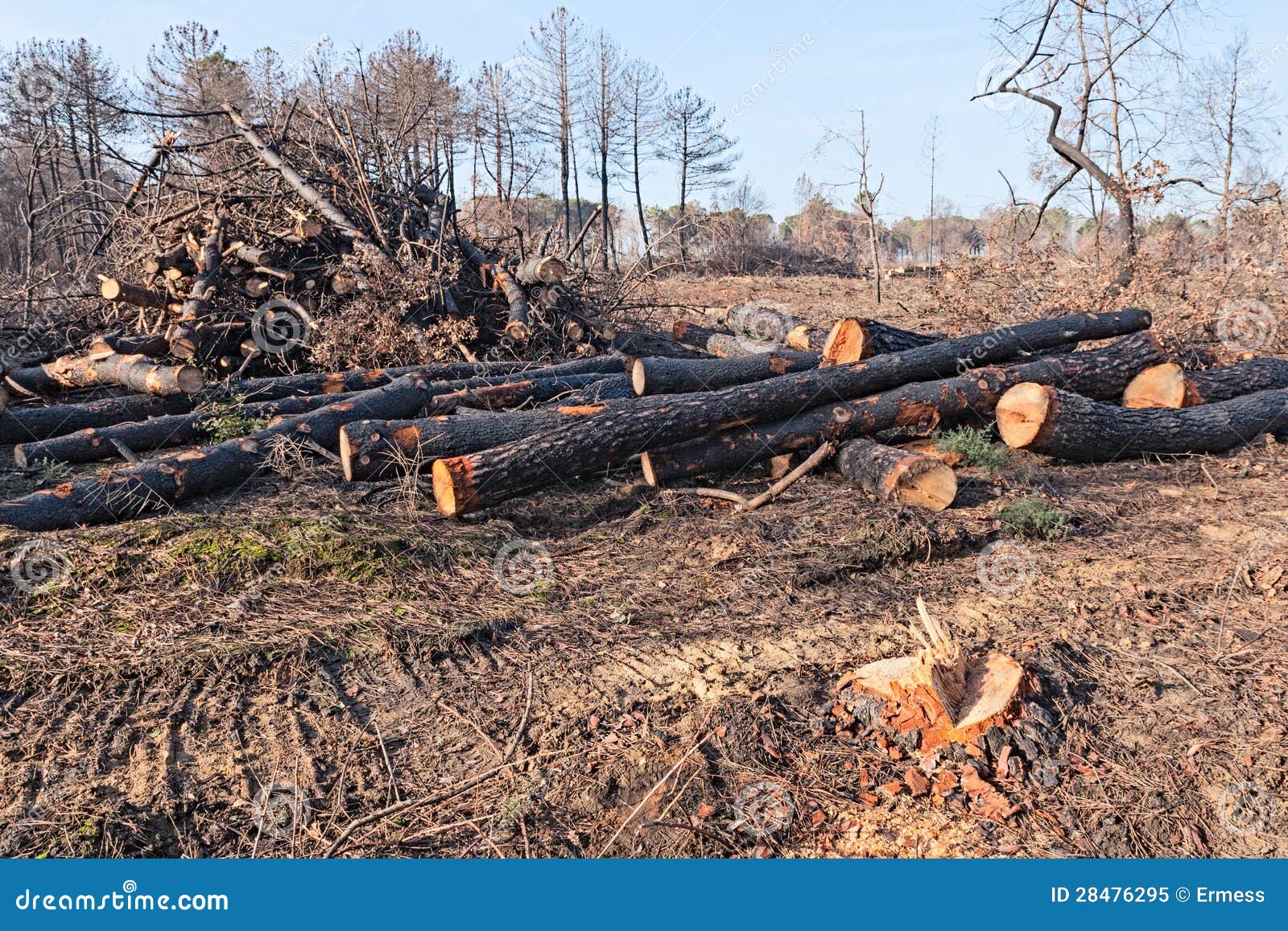 Cutted trees stock image. Image of bark, damage, desolate - 28476295