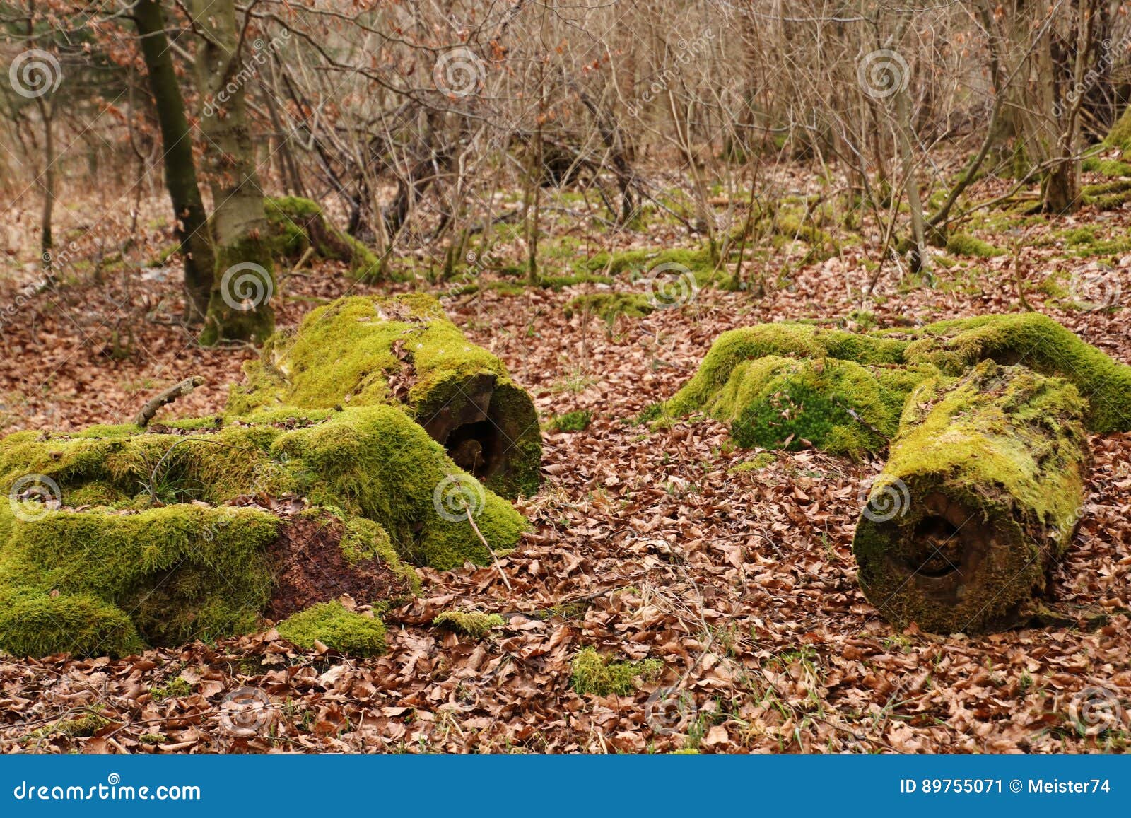 Cutted trees stock image. Image of moos, roots, stem - 89755071