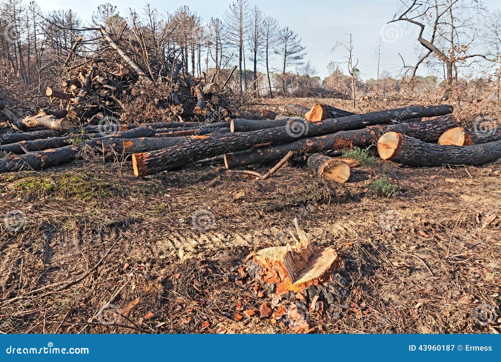 Cutted trees stock image. Image of chop, cutted, stacked - 43960187