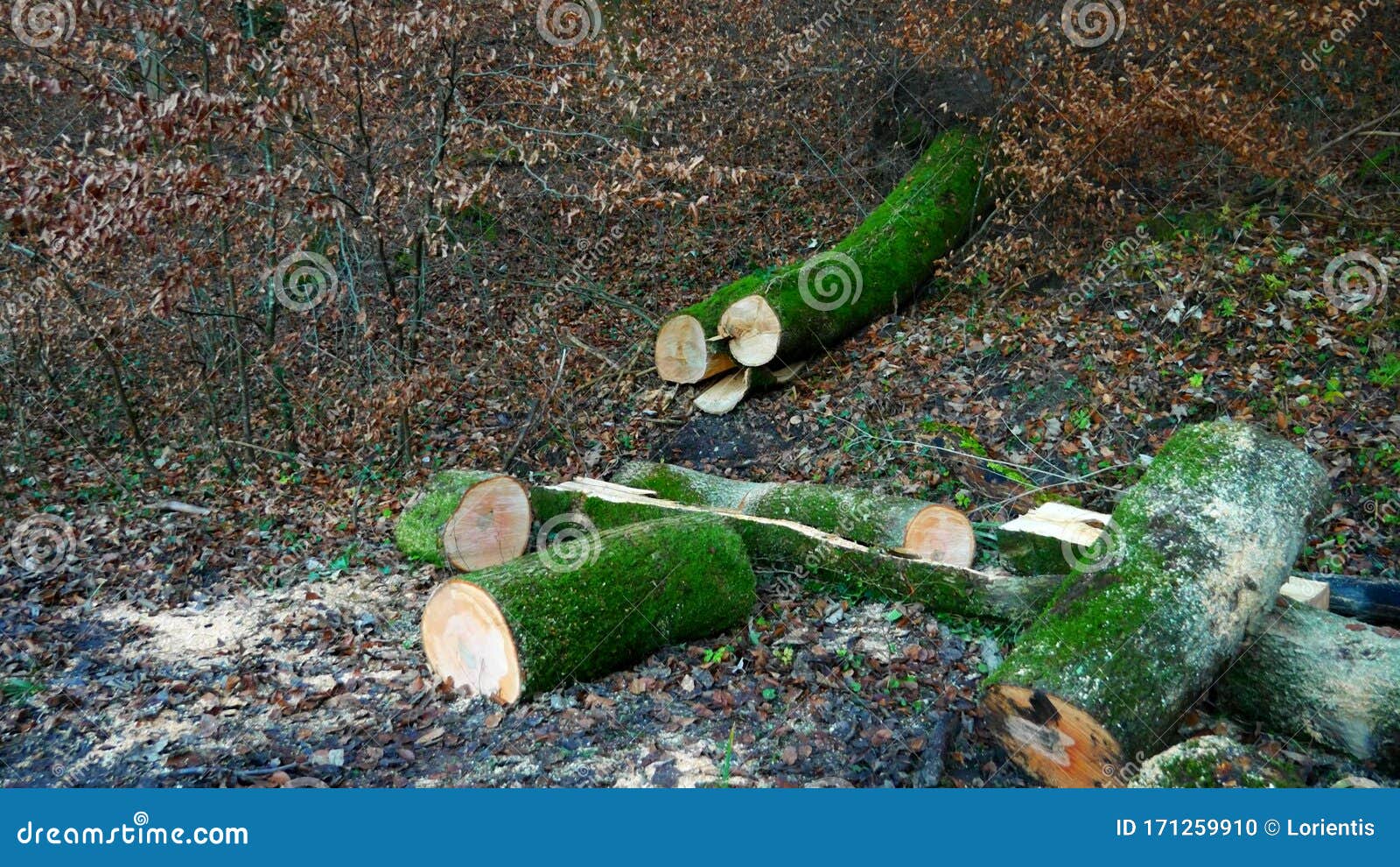 Cutted trees in forest stock photo. Image of flora, country - 171259910