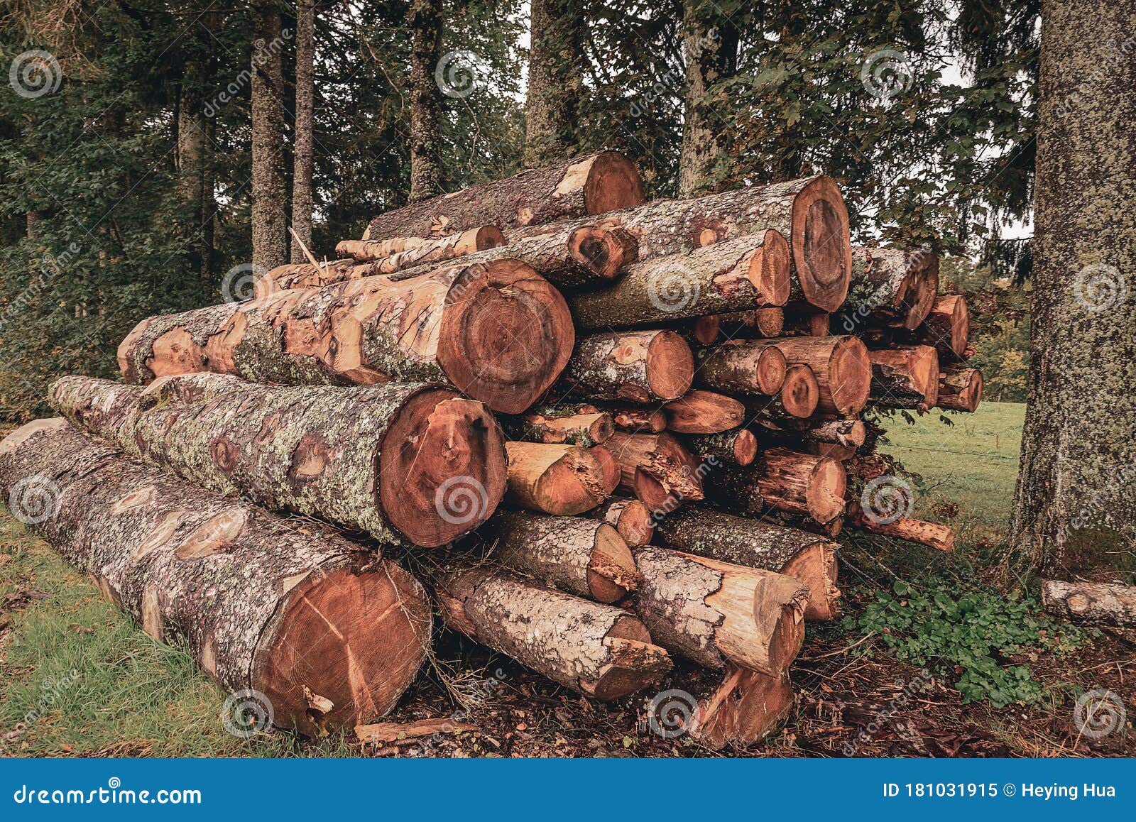 Cutted Trees in the Forest. Stock Image - Image of heap, green: 181031915
