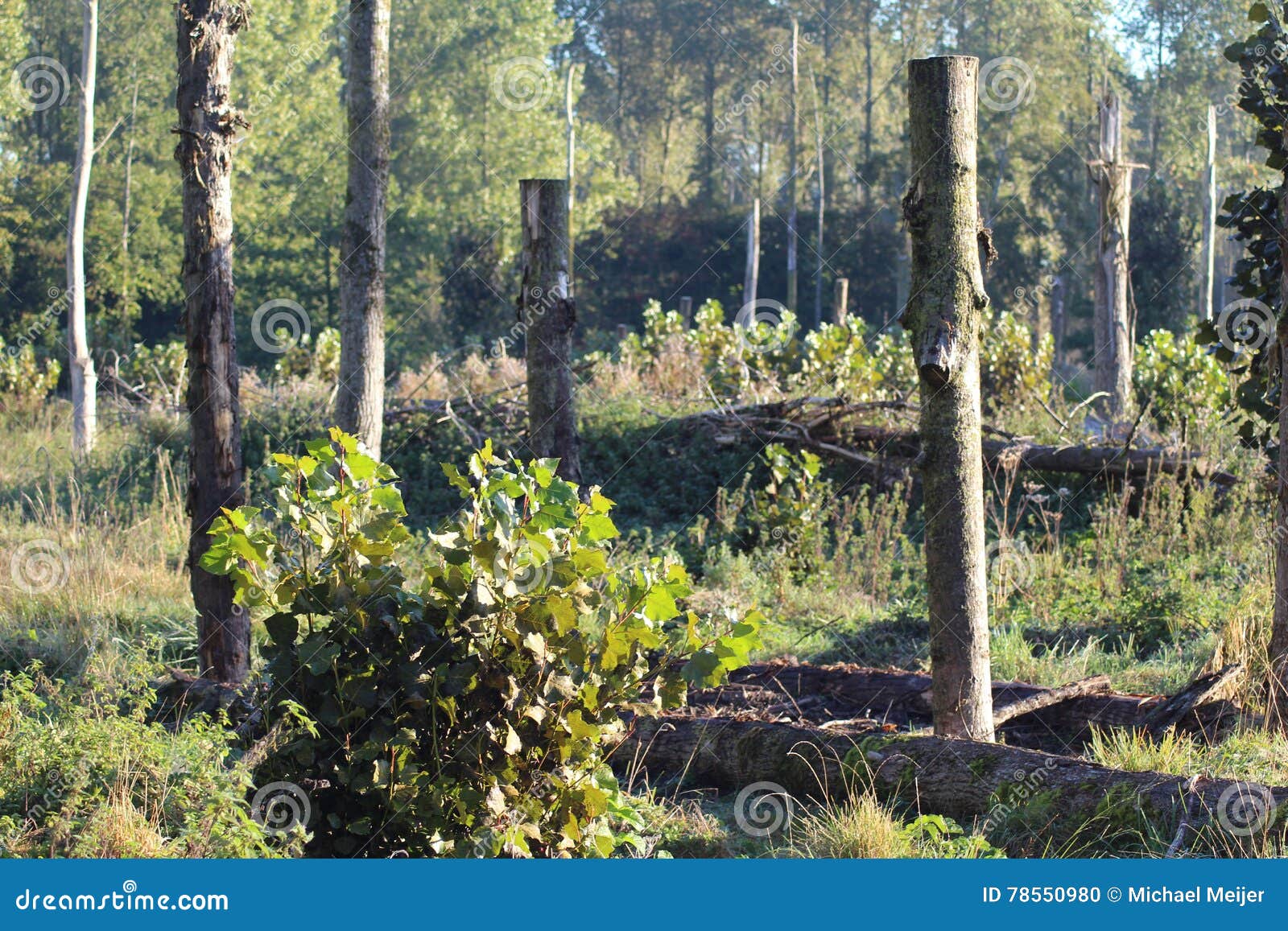 Cutted trees stock photo. Image of reed, broken, landscape - 78550980